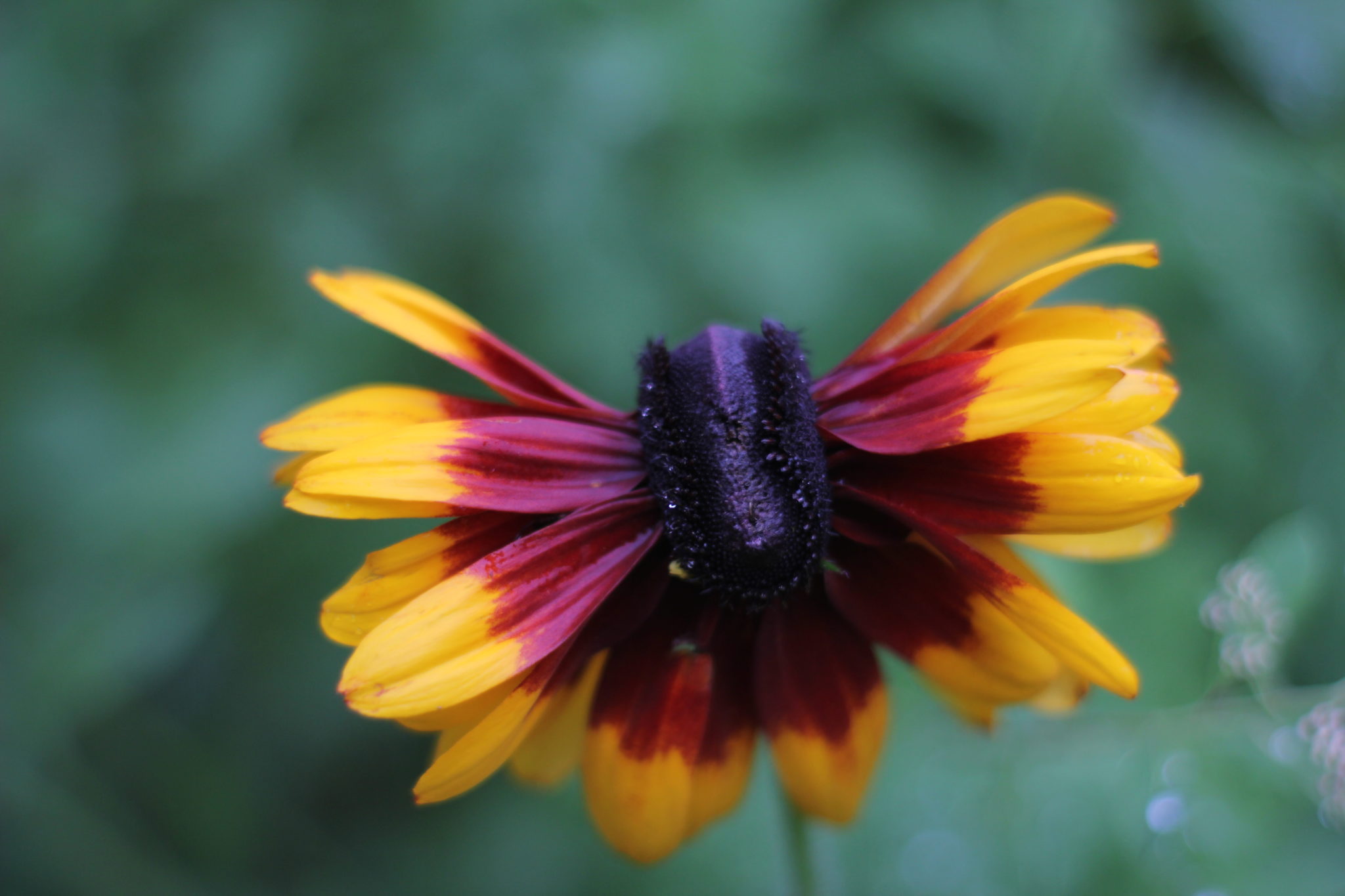 Camp Birch Hill Photography Class Camper Photos 2017: Lily Lesser ...