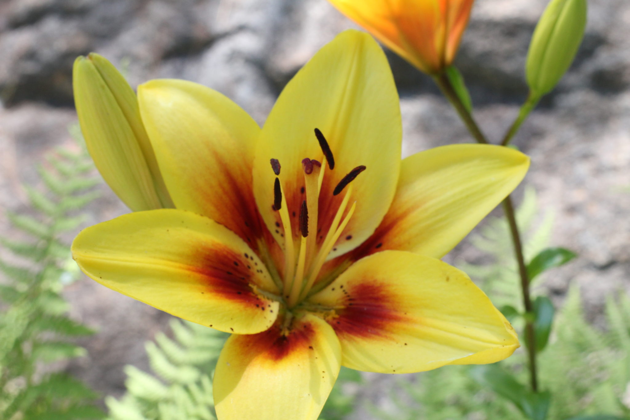 Camp Birch Hill Photography Class Camper Photos 2017: Lily Lesser ...