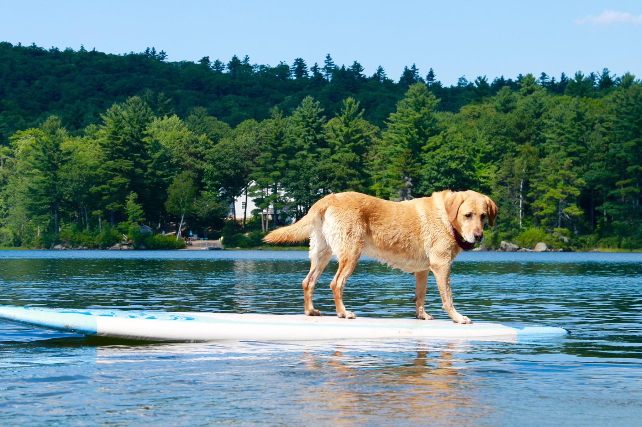 The Summer Camp Dogs of Camp Birch Hill - Camp Birch Hill