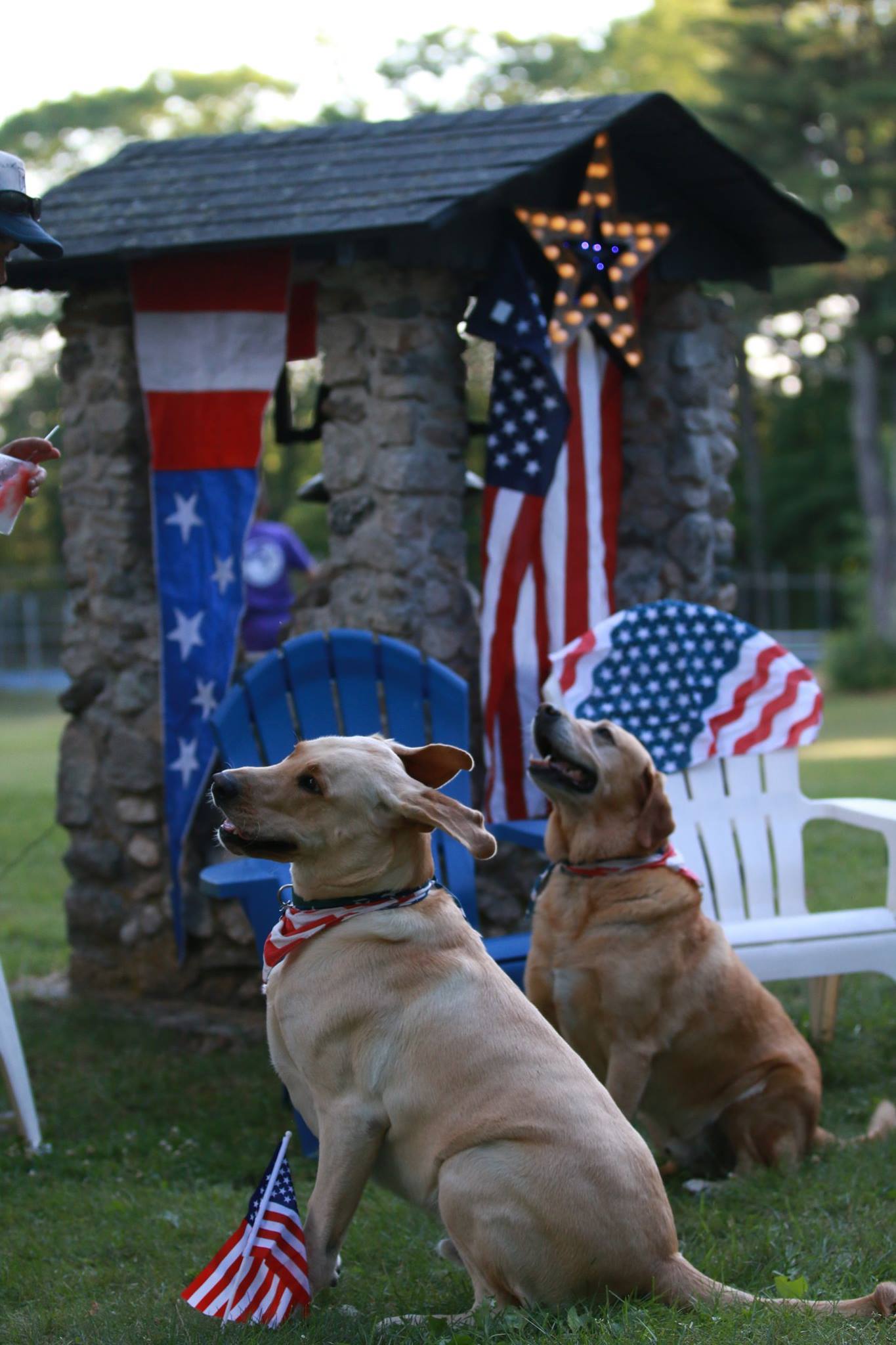 The Summer Camp Dogs of Camp Birch Hill - Camp Birch Hill