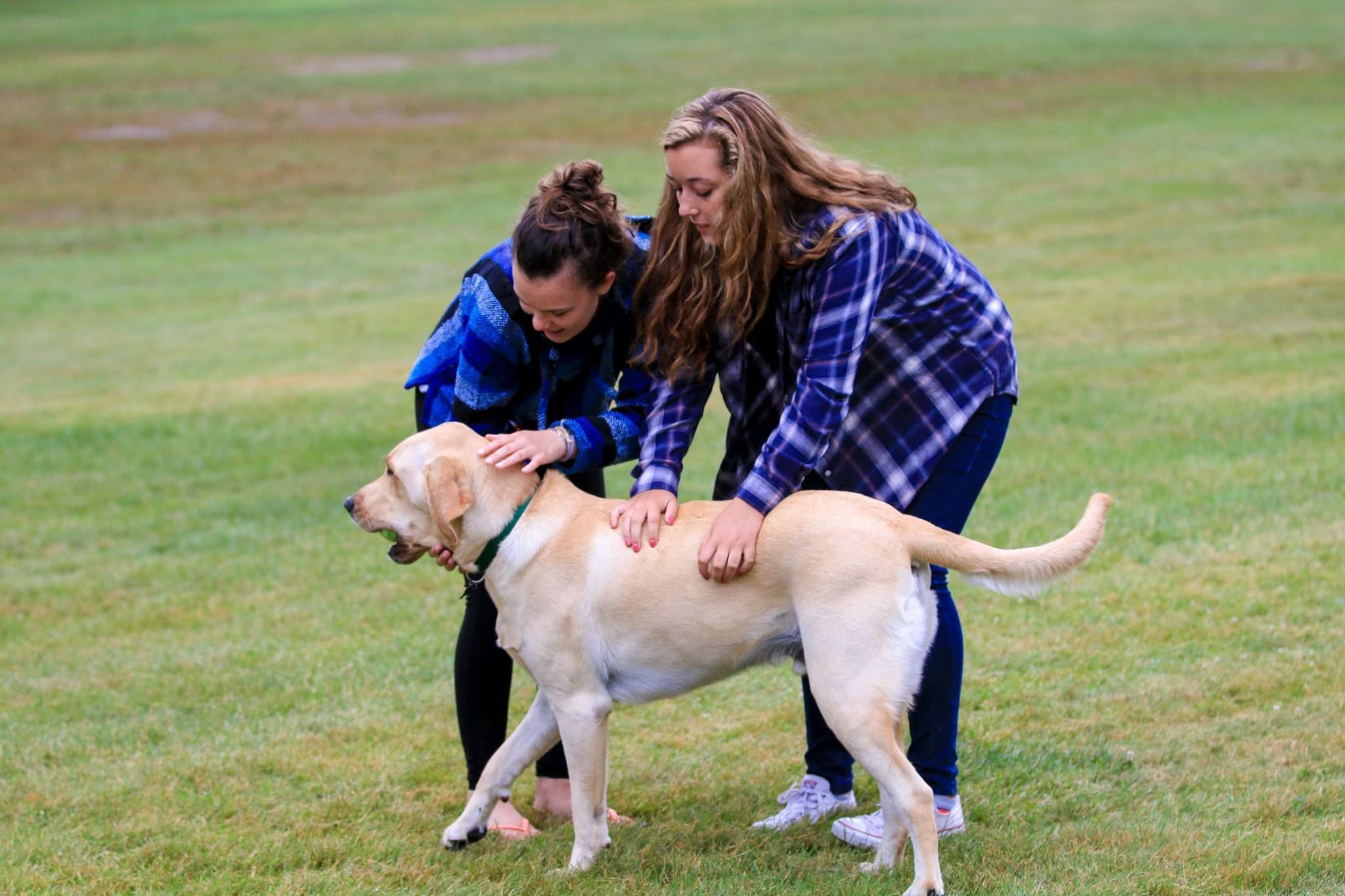 The Summer Camp Dogs of Camp Birch Hill - Camp Birch Hill