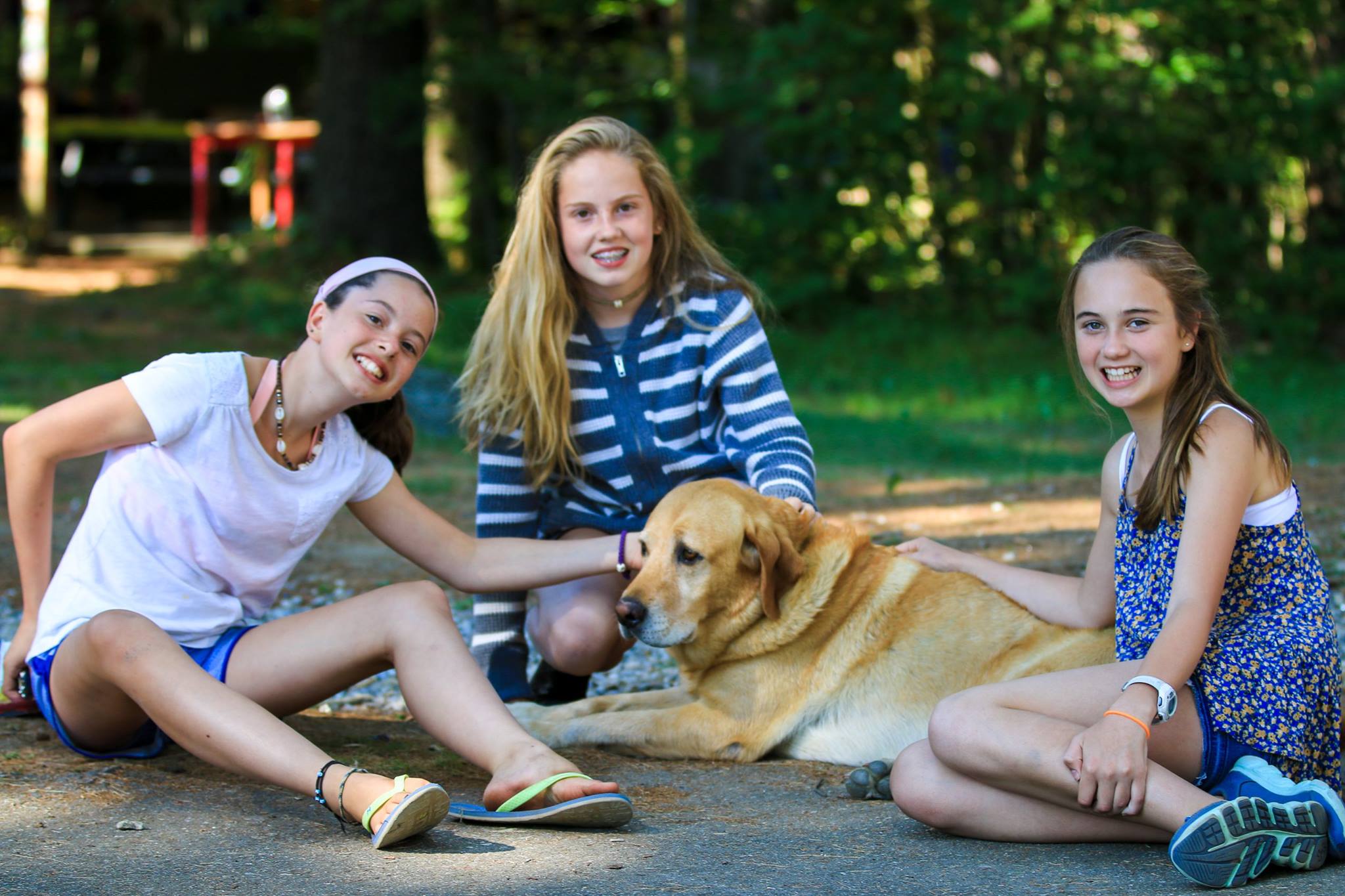 The Summer Camp Dogs of Camp Birch Hill - Camp Birch Hill